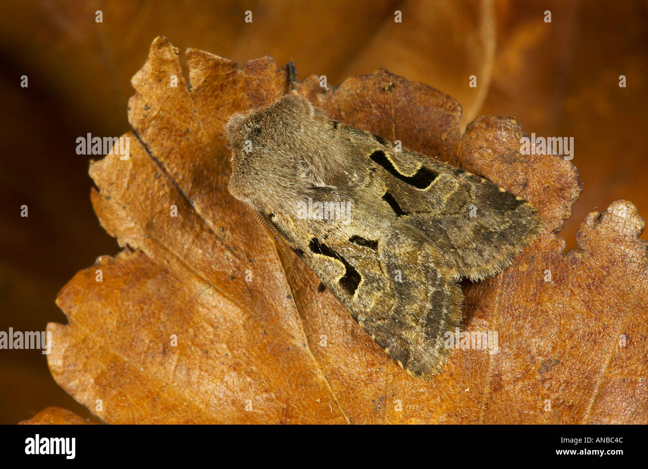 Hebrew character moth hi-res stock photography and images - Alamy