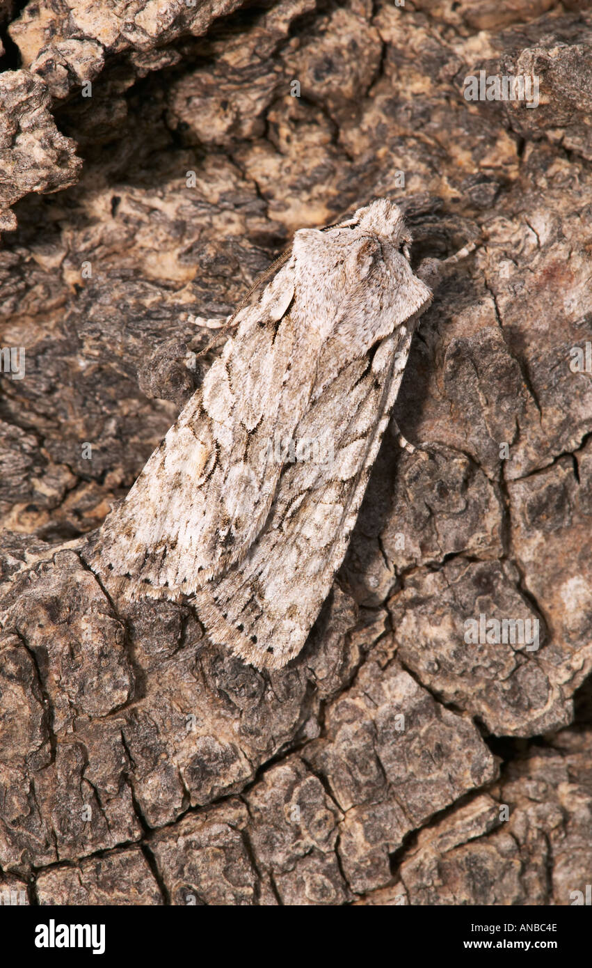 Grey shoulder knot hi-res stock photography and images - Alamy