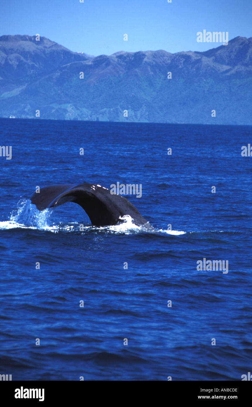 Diving Kaikoura New Zealand Stock Photo - Alamy