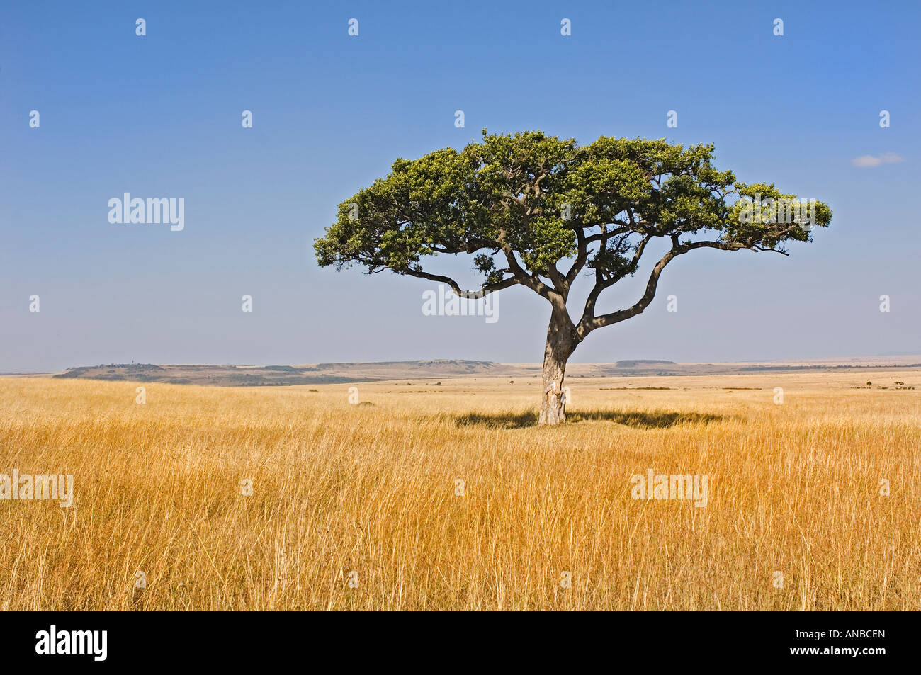 Lone fig tree in field of yellow grass Stock Photo - Alamy