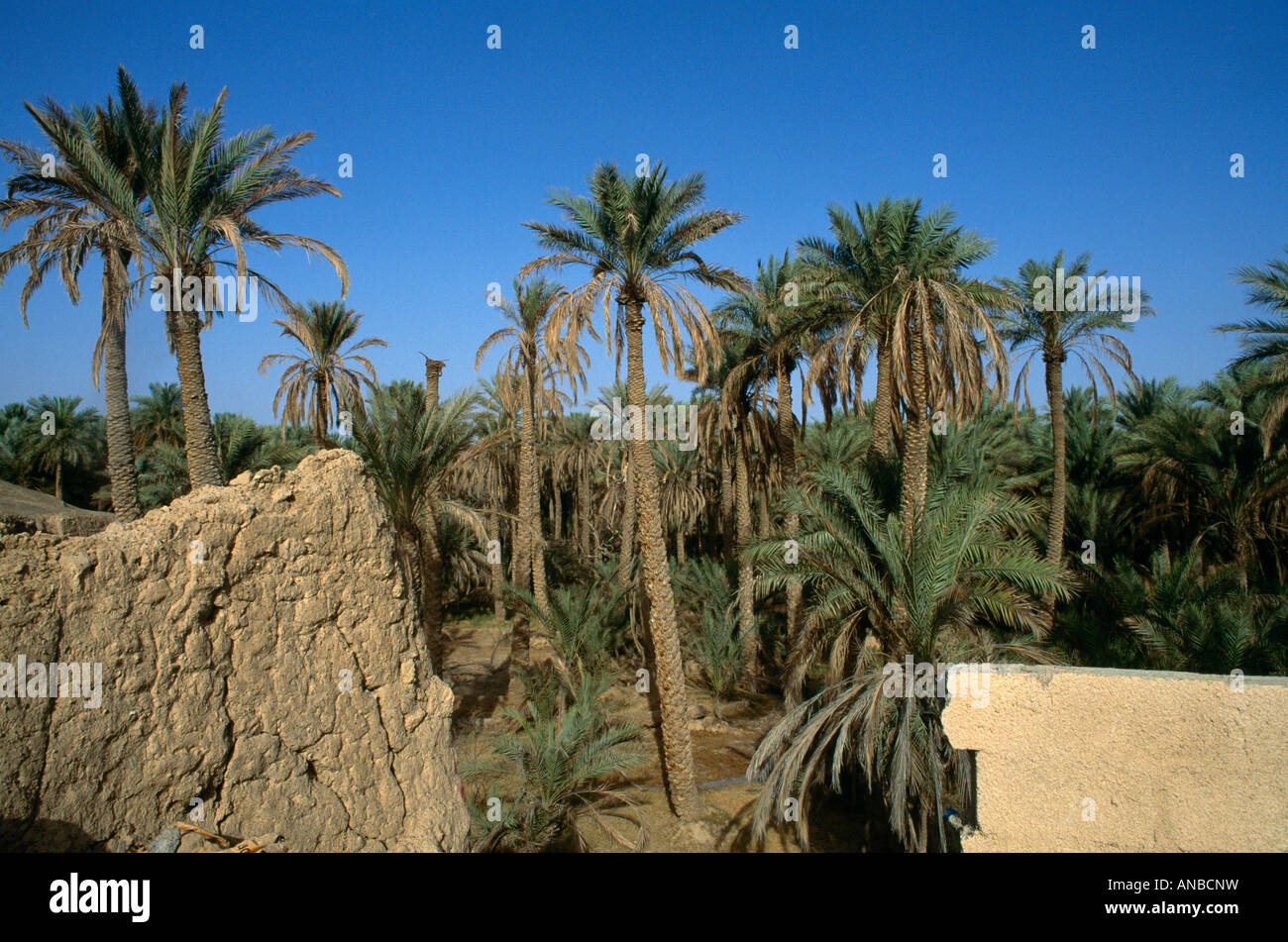 Burami Oman Oasis Stock Photo - Alamy