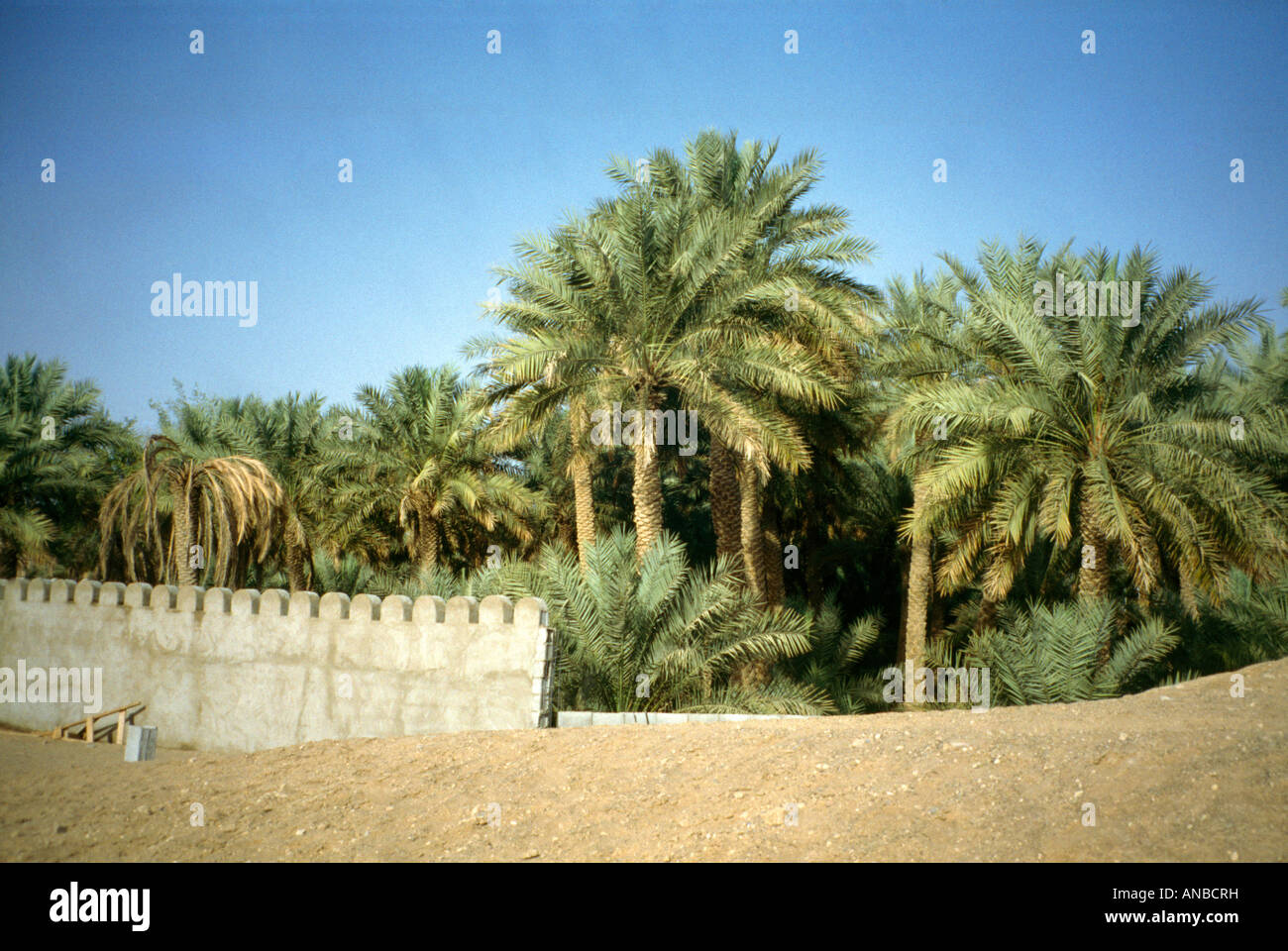 Burami Oman Oasis Date Palms Stock Photo - Alamy