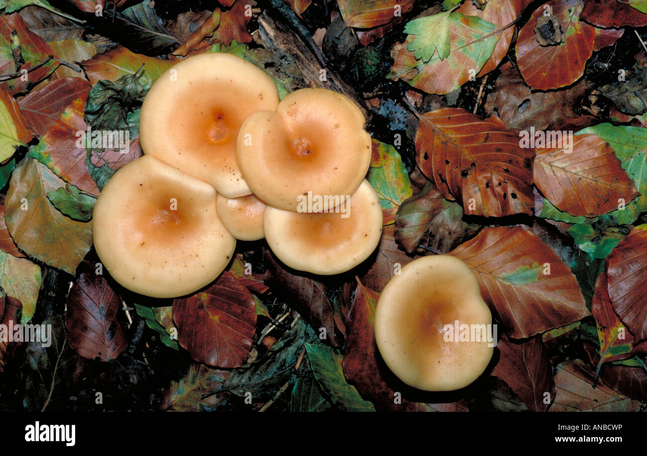 Mild Milkcap, Lactarius subdulcis, Russulaceae. Growing in a Damp Beech ...
