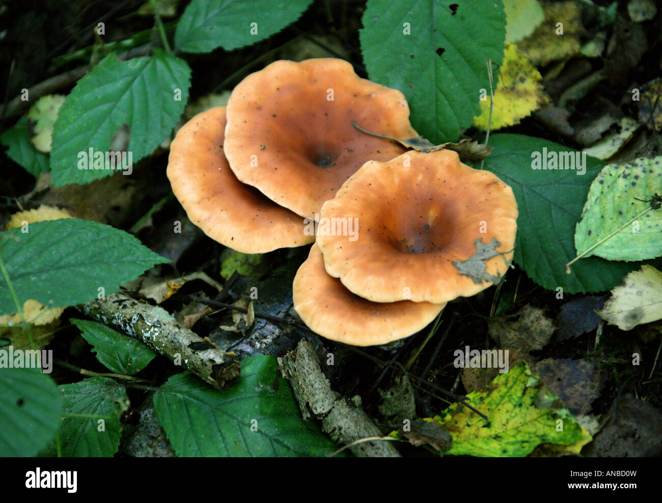 Tawny Funnel Cap Fungus, Lepista flaccida (Previously Clitocybe ...