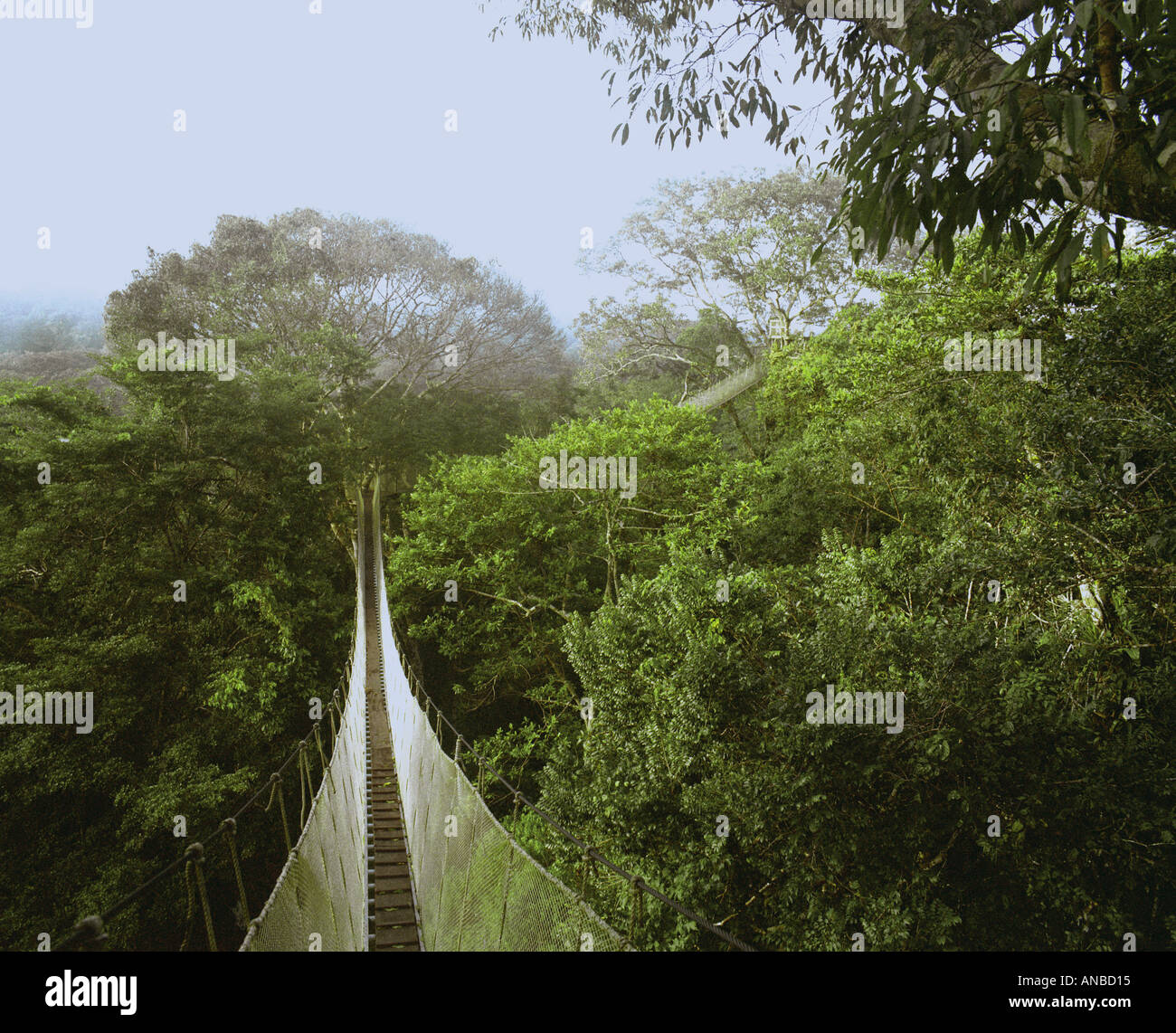 Peru The Amazon Canopy Walkway High Resolution Stock Photography and ...