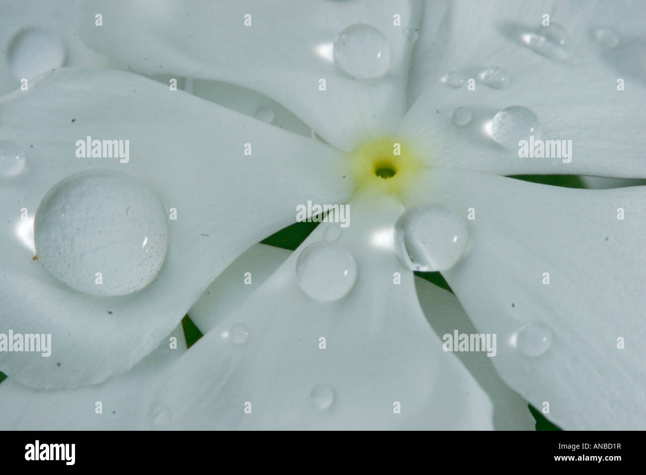 Dewdrops on a Carissa flower Stock Photo - Alamy