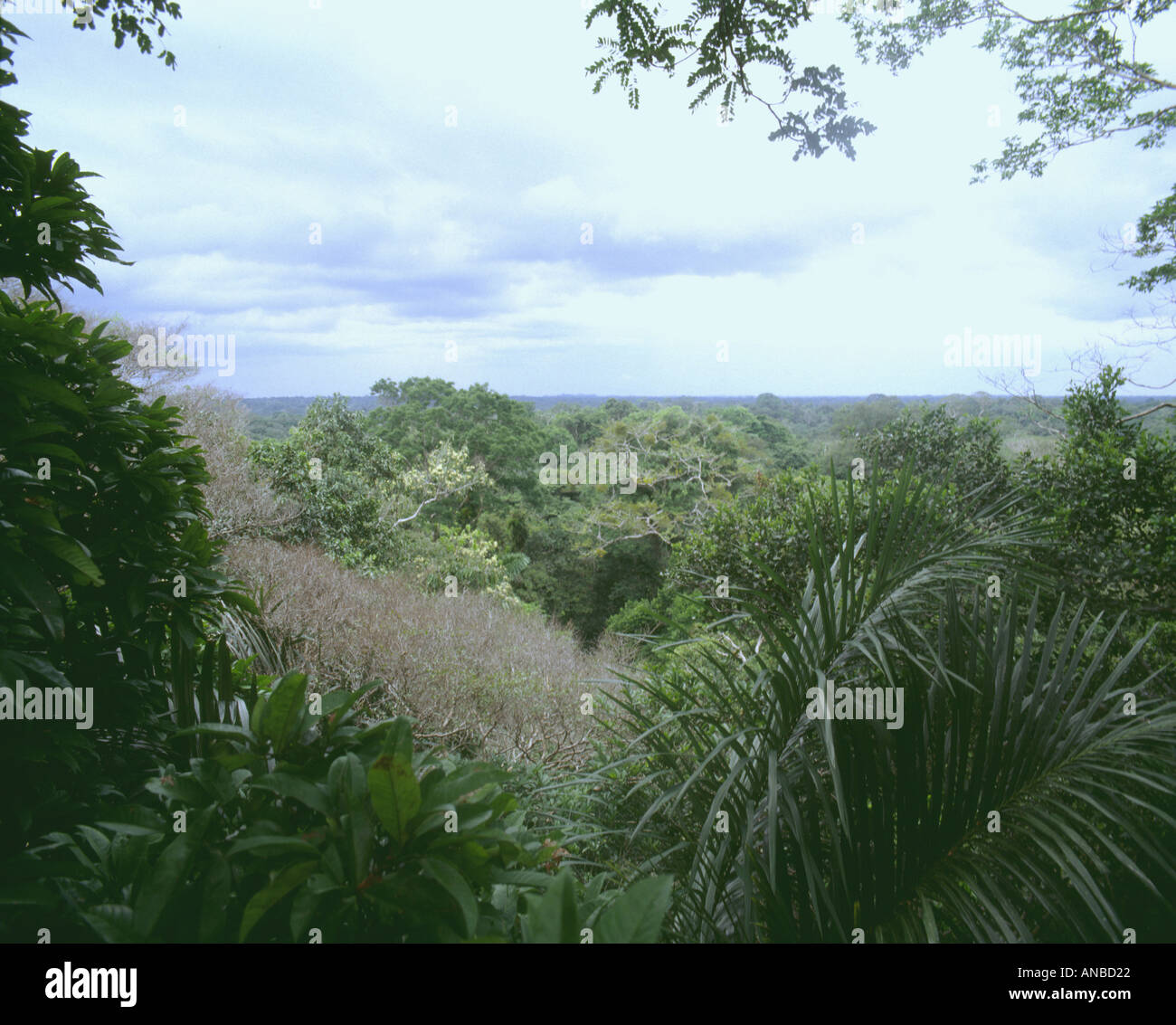 Canopy walkway amazon rainforest hi-res stock photography and images ...