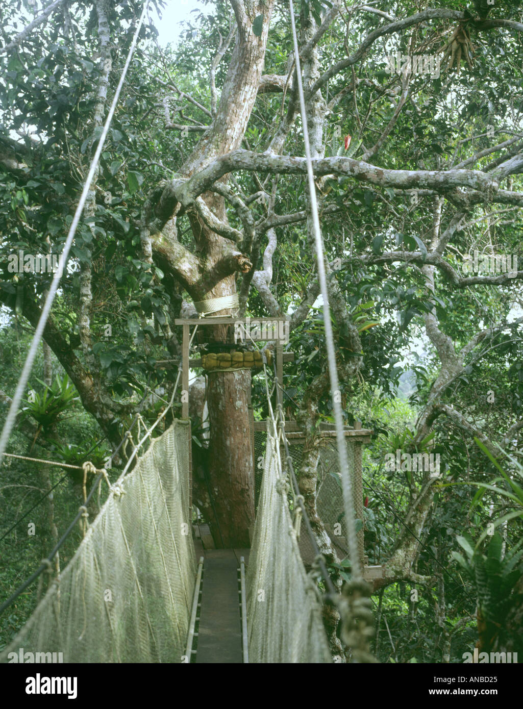 Amazon Peru jungle walkway through canopy detail environmental methods ...