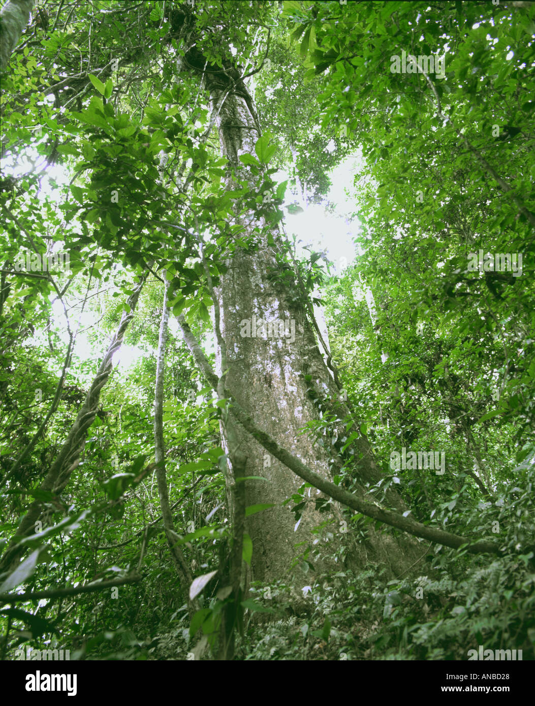 Looking up through rainforest canopy in amazon jungle north Peru Stock ...