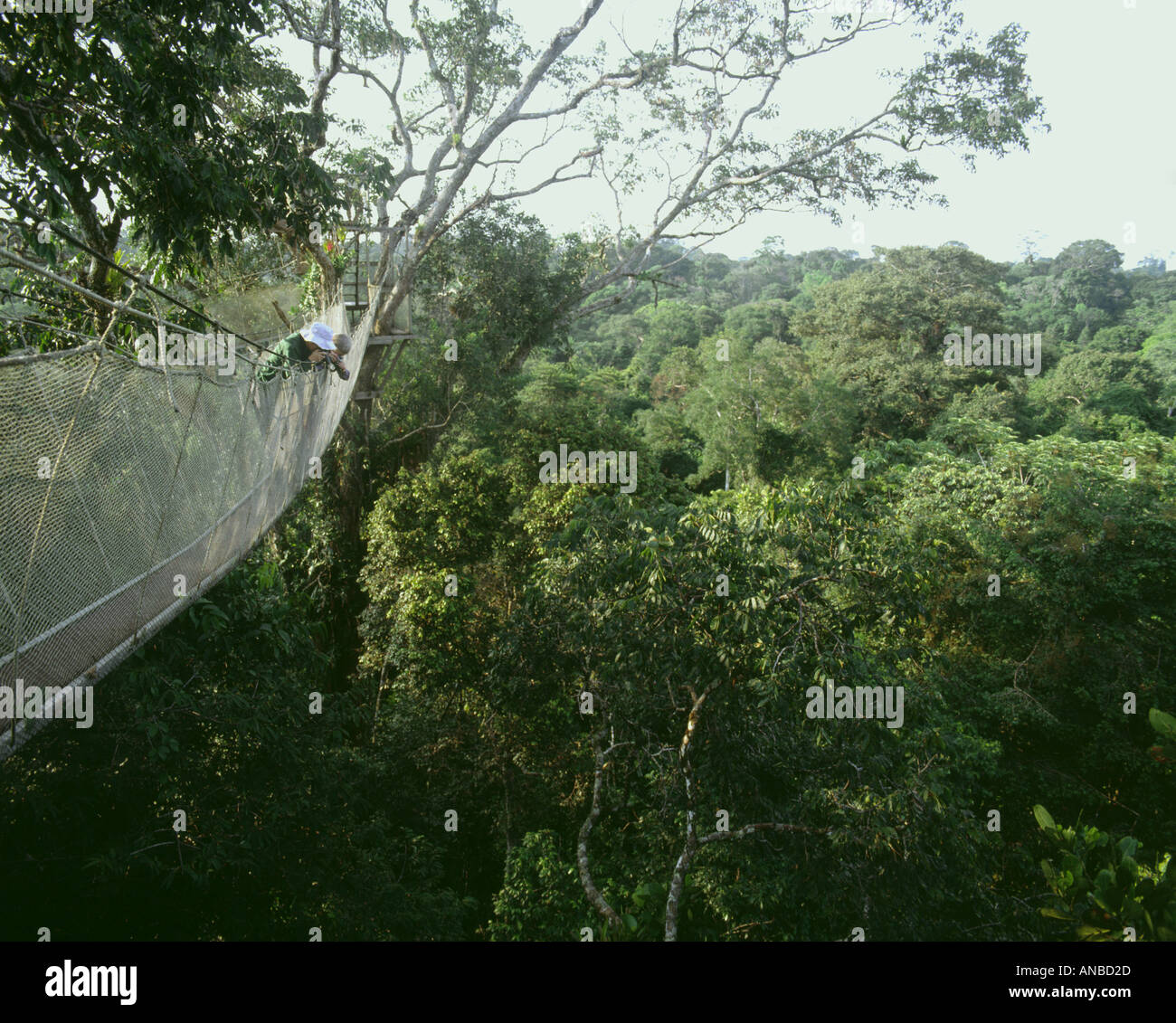 Aerial rainforest canopy walkway hi-res stock photography and images ...