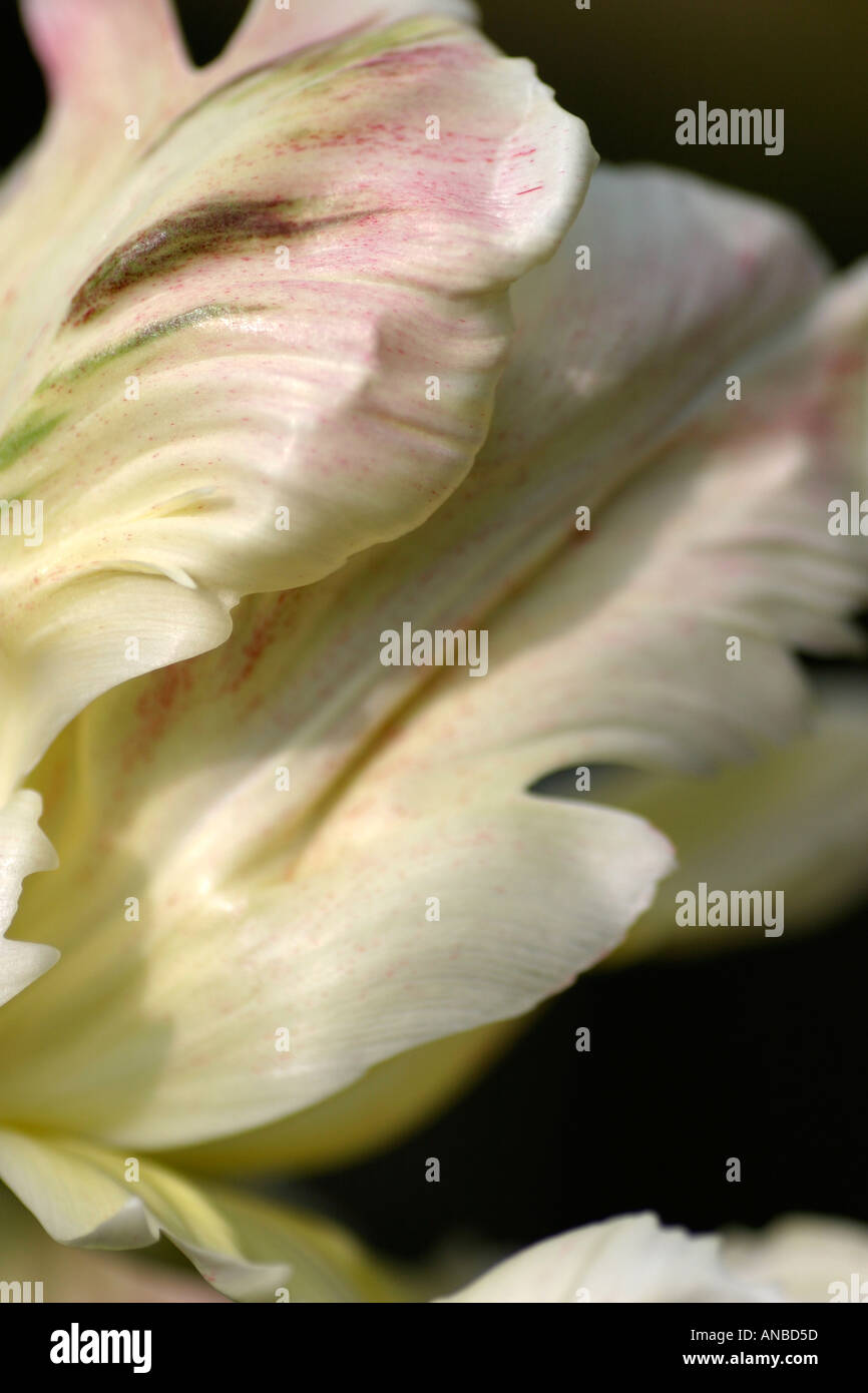 Soft blush like pattern in a creamy Parrot Tulip Stock Photo - Alamy
