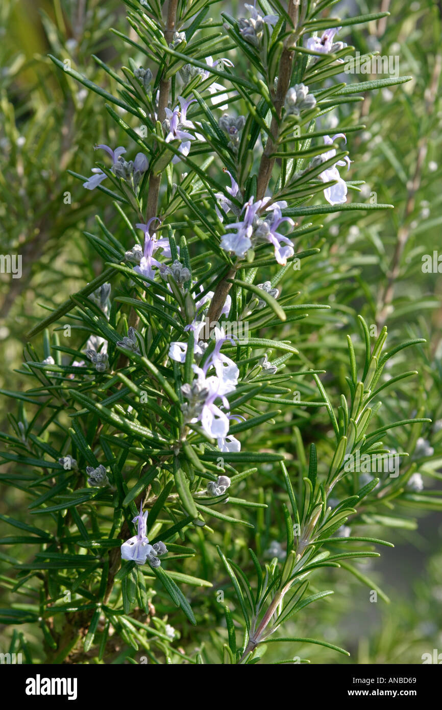 Environmentally friendly menu hi-res stock photography and images - Alamy