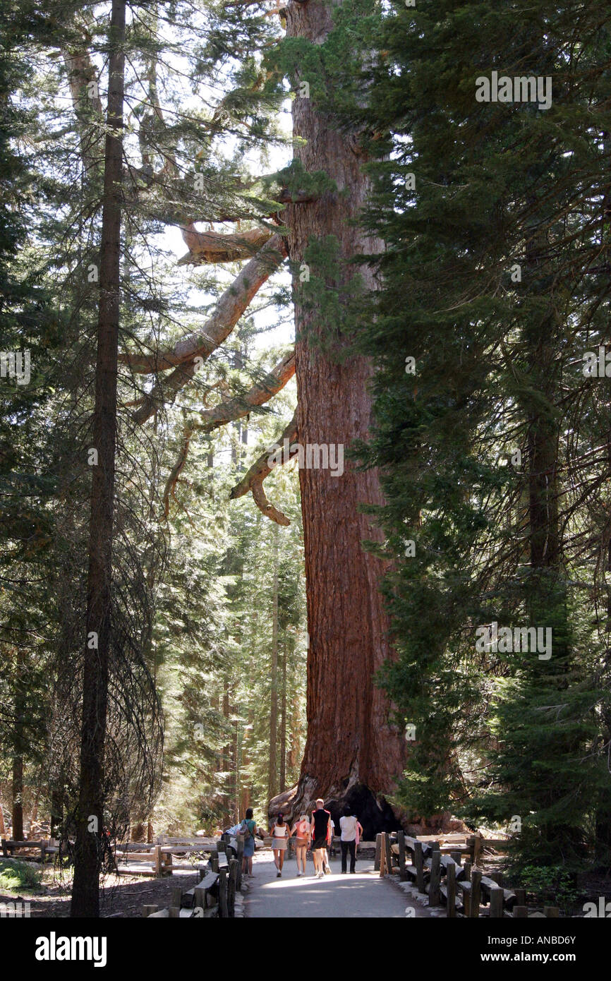 The "Grizzly Giant" tree, Yosemite, USA Stock Photo - Alamy