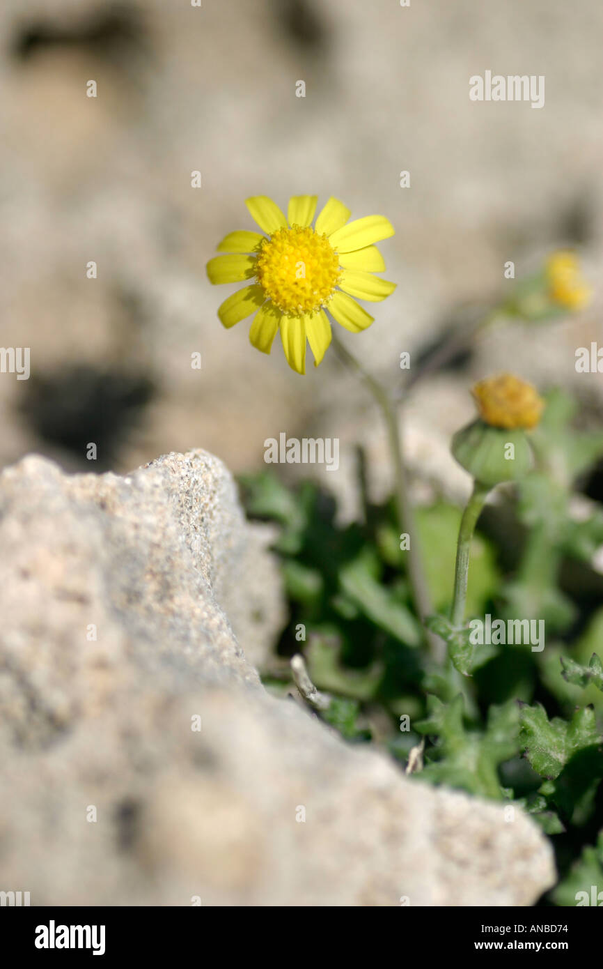 Paphos wildflowers hi-res stock photography and images - Alamy