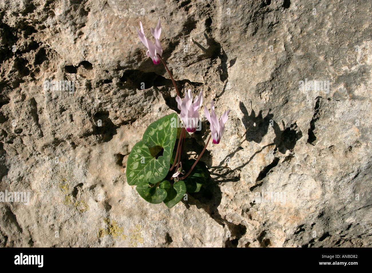 Wildflowers of Cyprus. Cyclamen Persicum. Cyclamen of Cyprus growing on ...