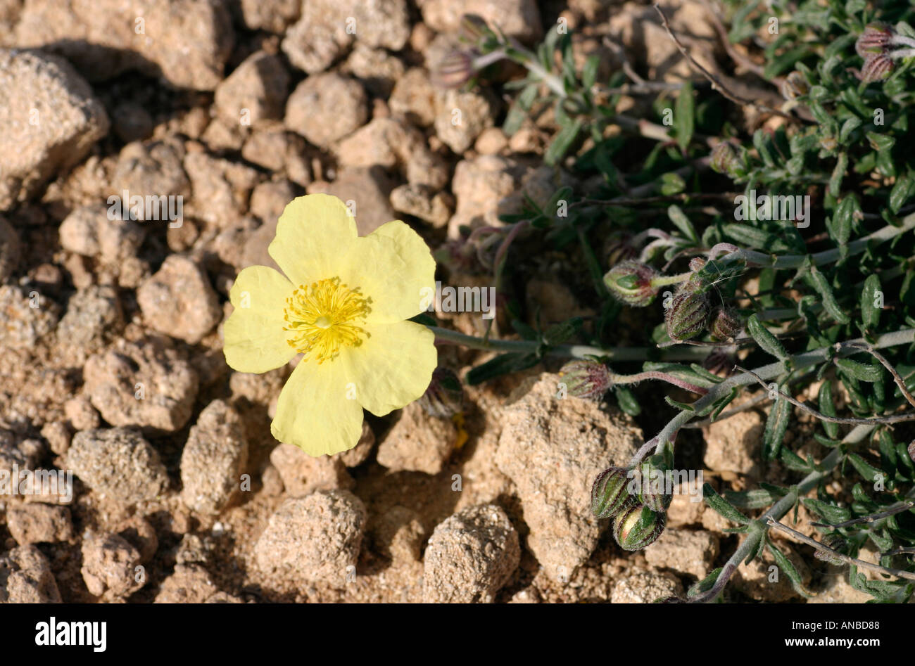 Plant native to cyprus hi-res stock photography and images - Alamy