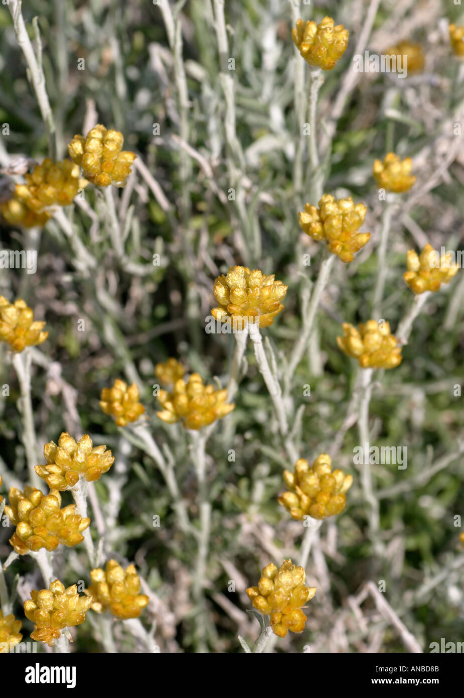 Wildflowers of Cyprus Stock Photo - Alamy