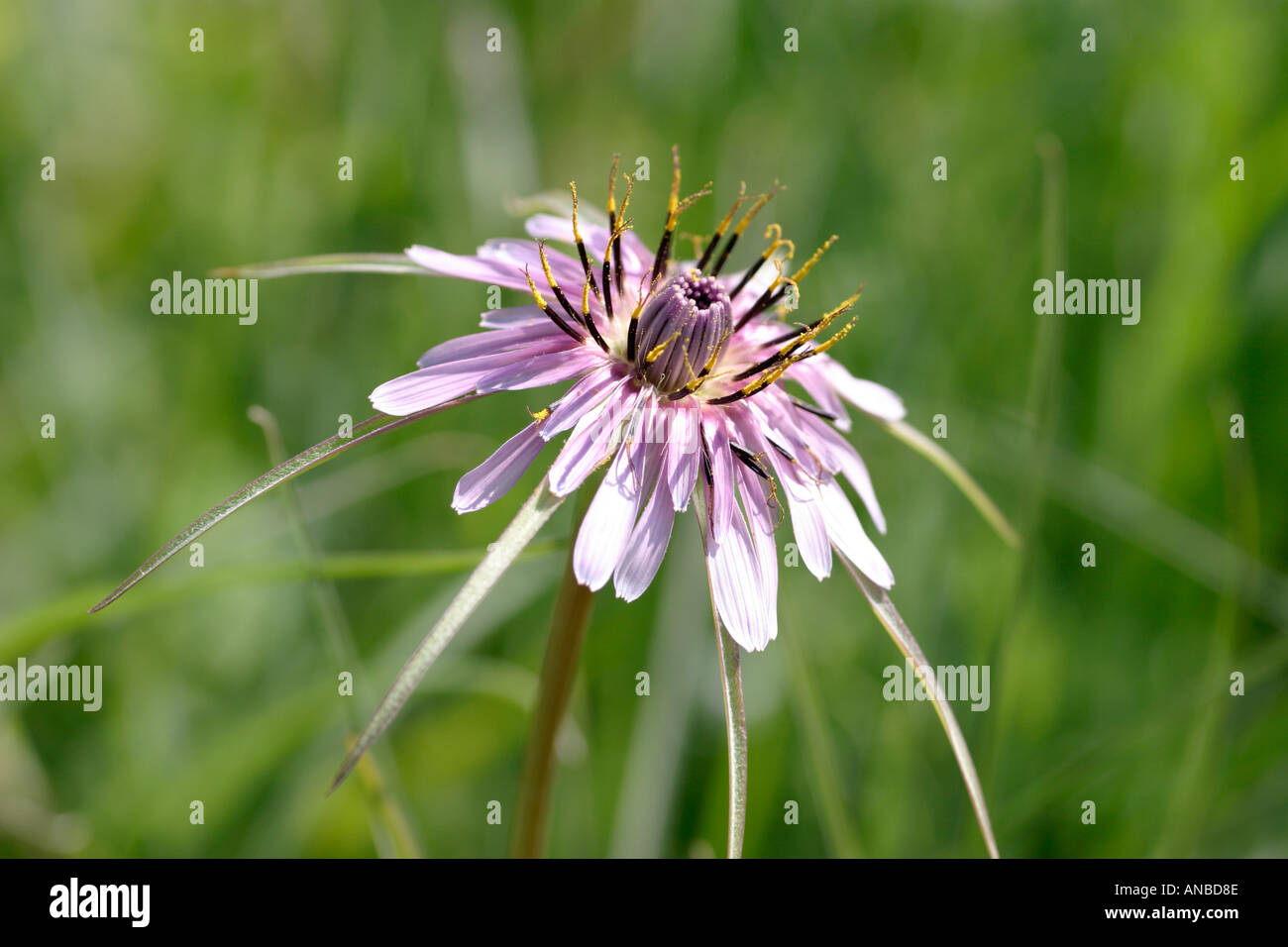 Wildflowers of Cyprus Goatsbeard Stock Photo - Alamy