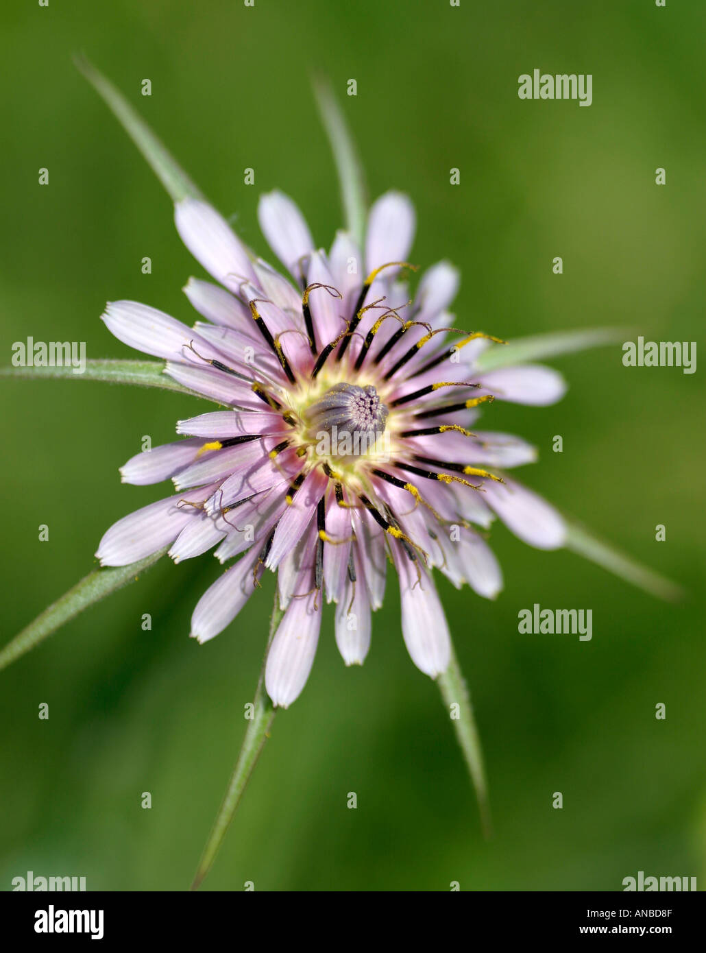 Wildflowers of Cyprus, Tragopogon, Purple Goatsbeard Stock Photo - Alamy