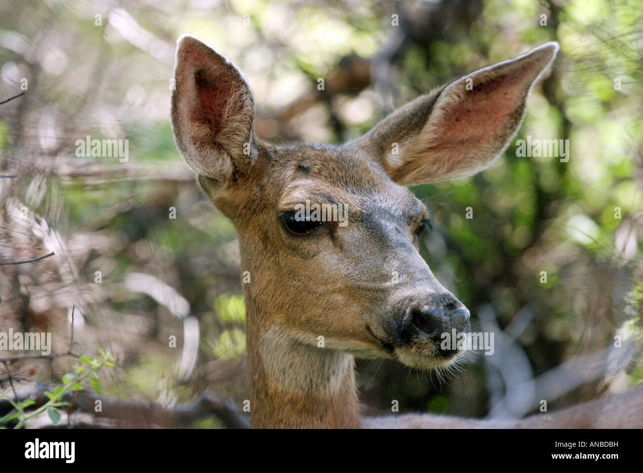 Mule head hi-res stock photography and images - Alamy
