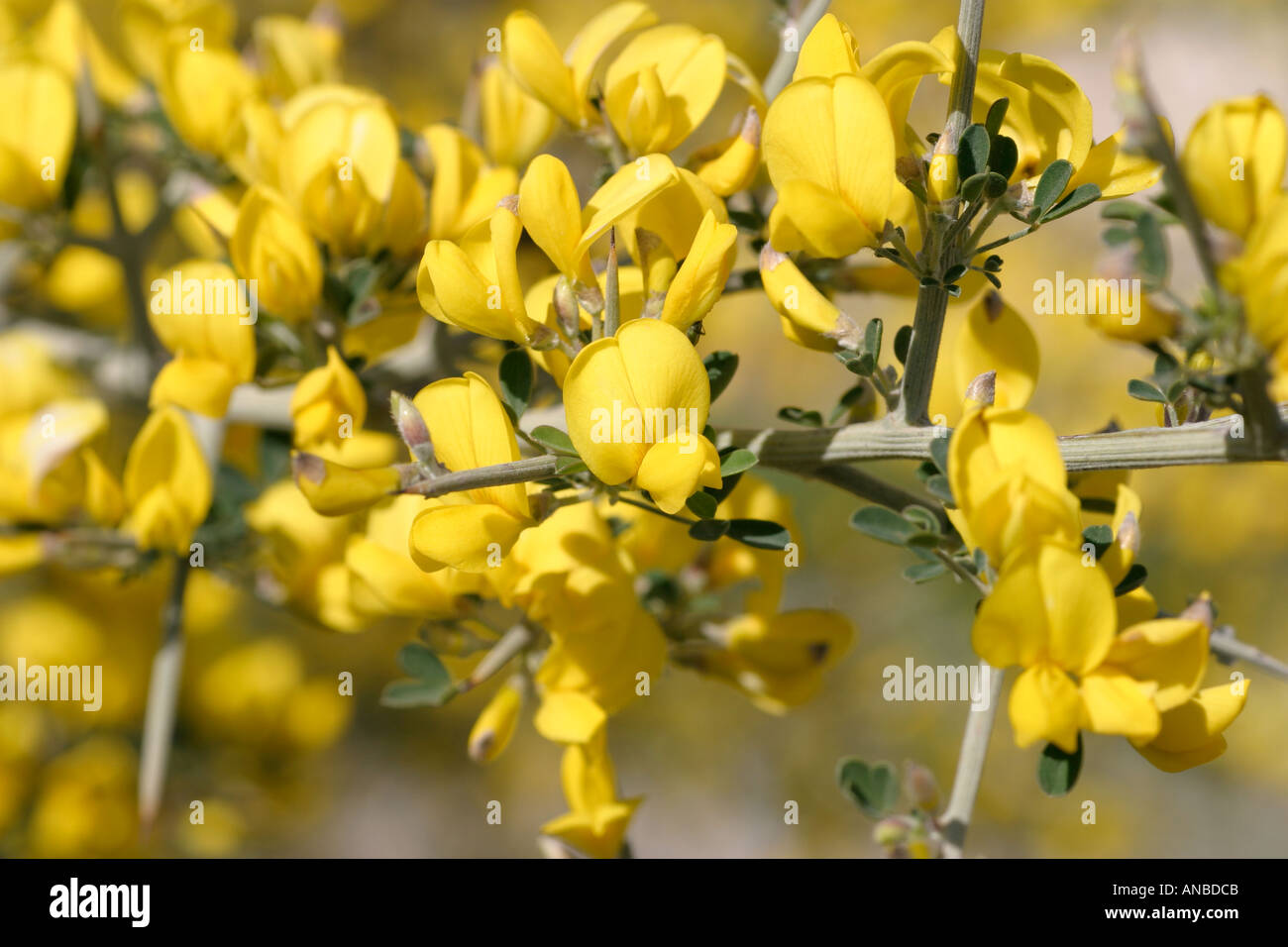 Botanical flower common gorse ulex europaeus hi-res stock photography ...