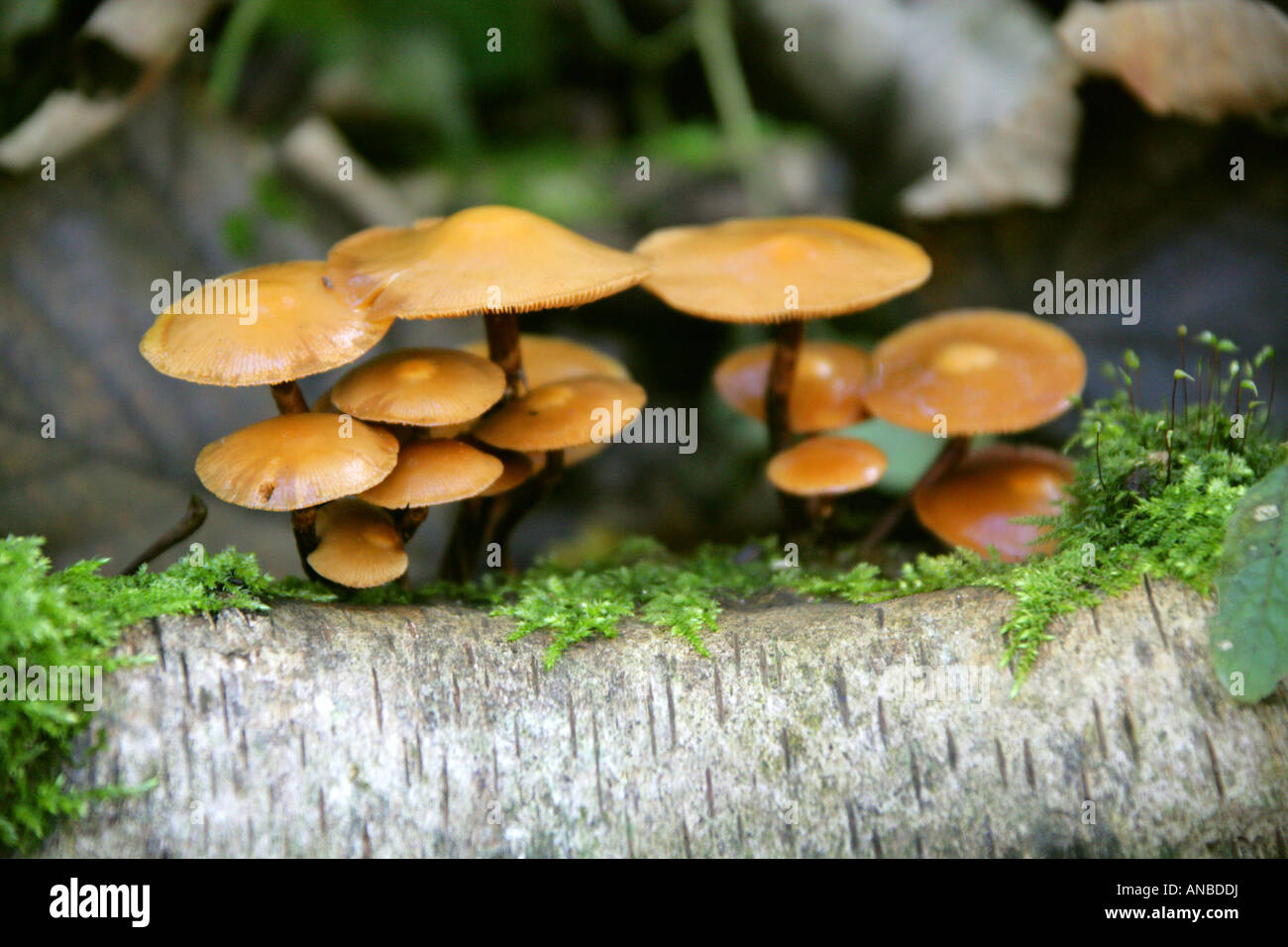Kuehneromyces mutabilis fungi hi-res stock photography and images - Alamy