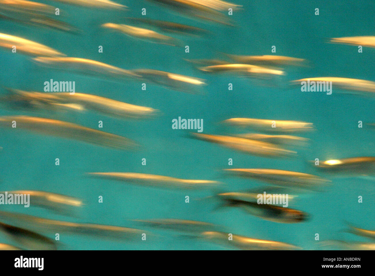 blurred swimming shoal of fish Stock Photo - Alamy