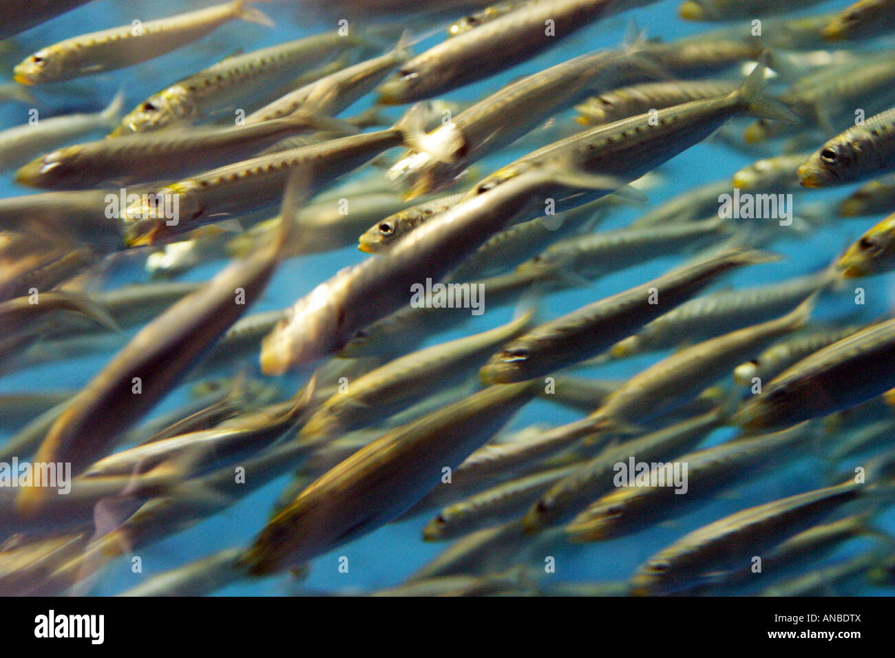 A school of small fish Stock Photo - Alamy