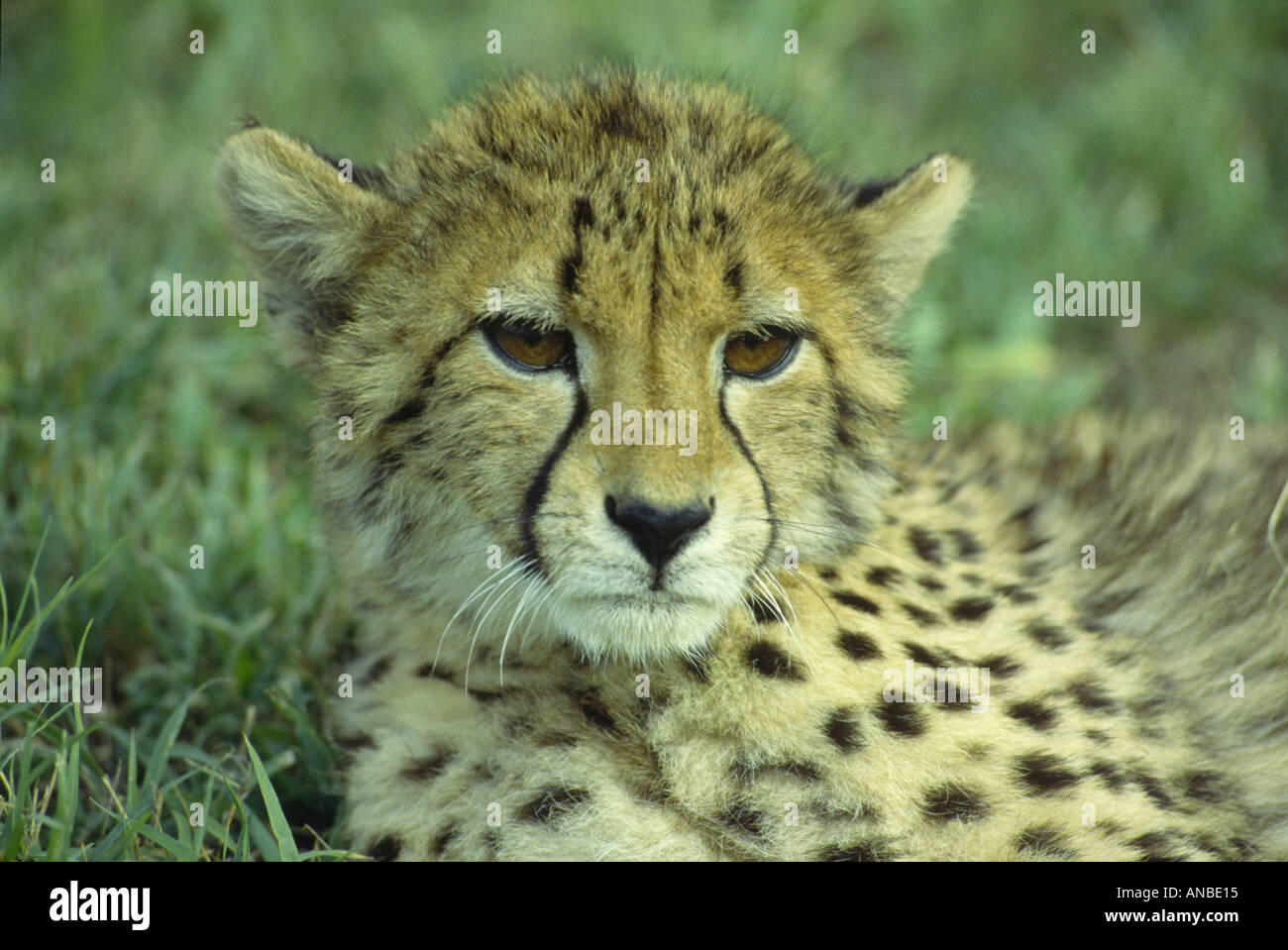 Species cheeta hi-res stock photography and images - Alamy