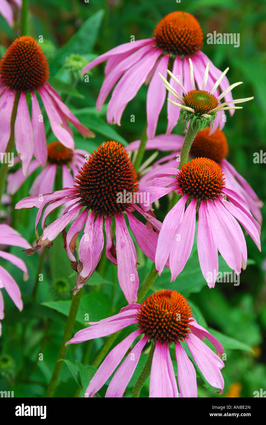 Purple petalled flowers with red centres Stock Photo - Alamy