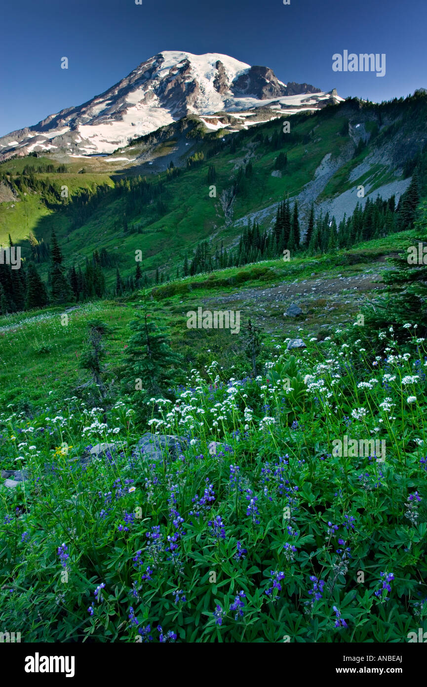 Mt. Rainier summer meadows Stock Photo - Alamy