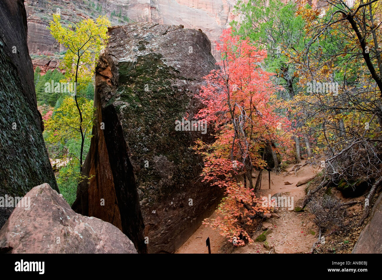 Fall in Zion Canyon Stock Photo - Alamy