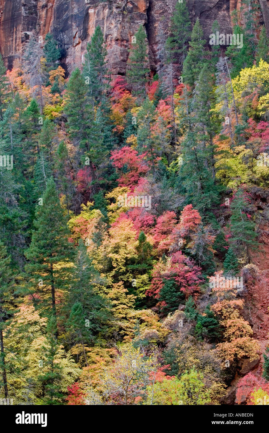 Fall in Zion Canyon Stock Photo - Alamy