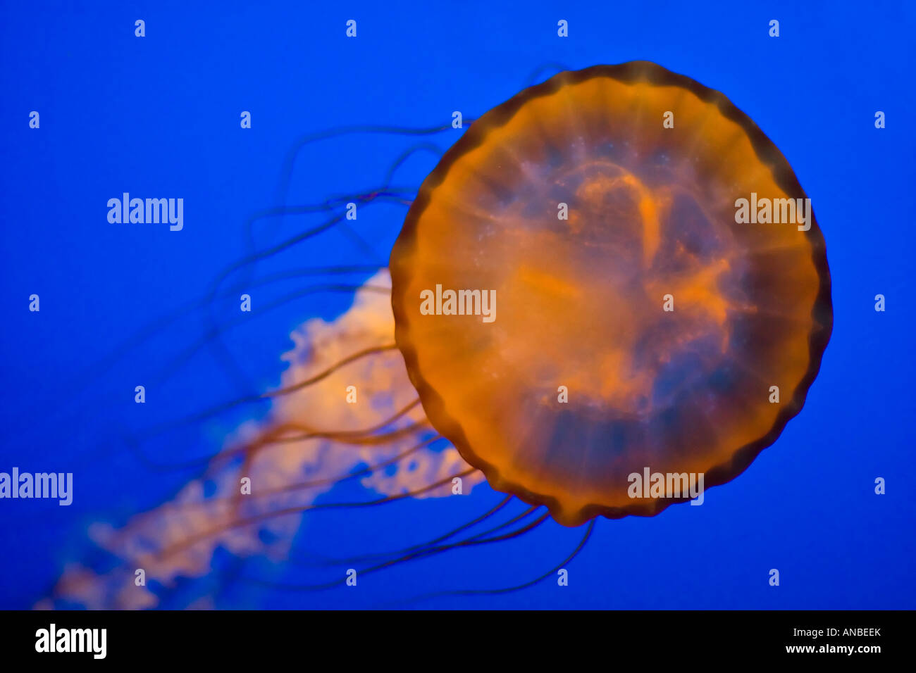 Top of a Purple-striped Jelly Stock Photo - Alamy