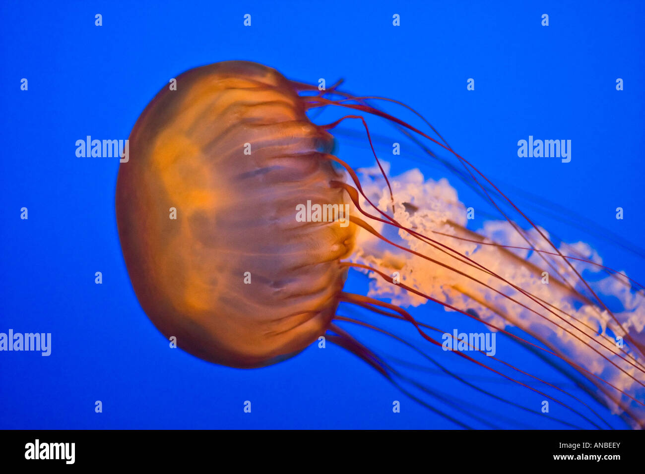 Side of a Purple-striped Jelly Stock Photo - Alamy