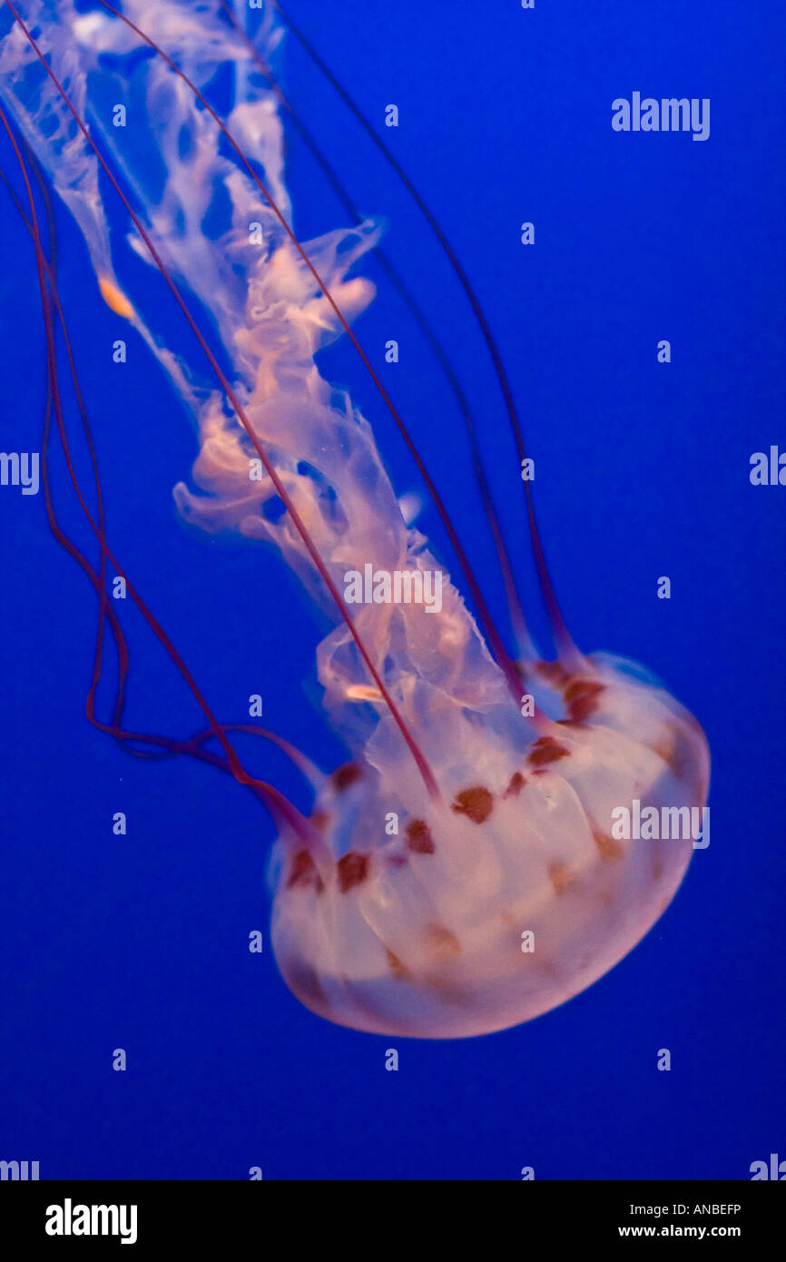 Purple jelly hi-res stock photography and images - Alamy