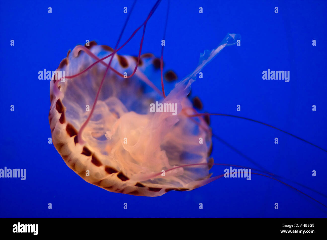 Purple jelly hi-res stock photography and images - Alamy