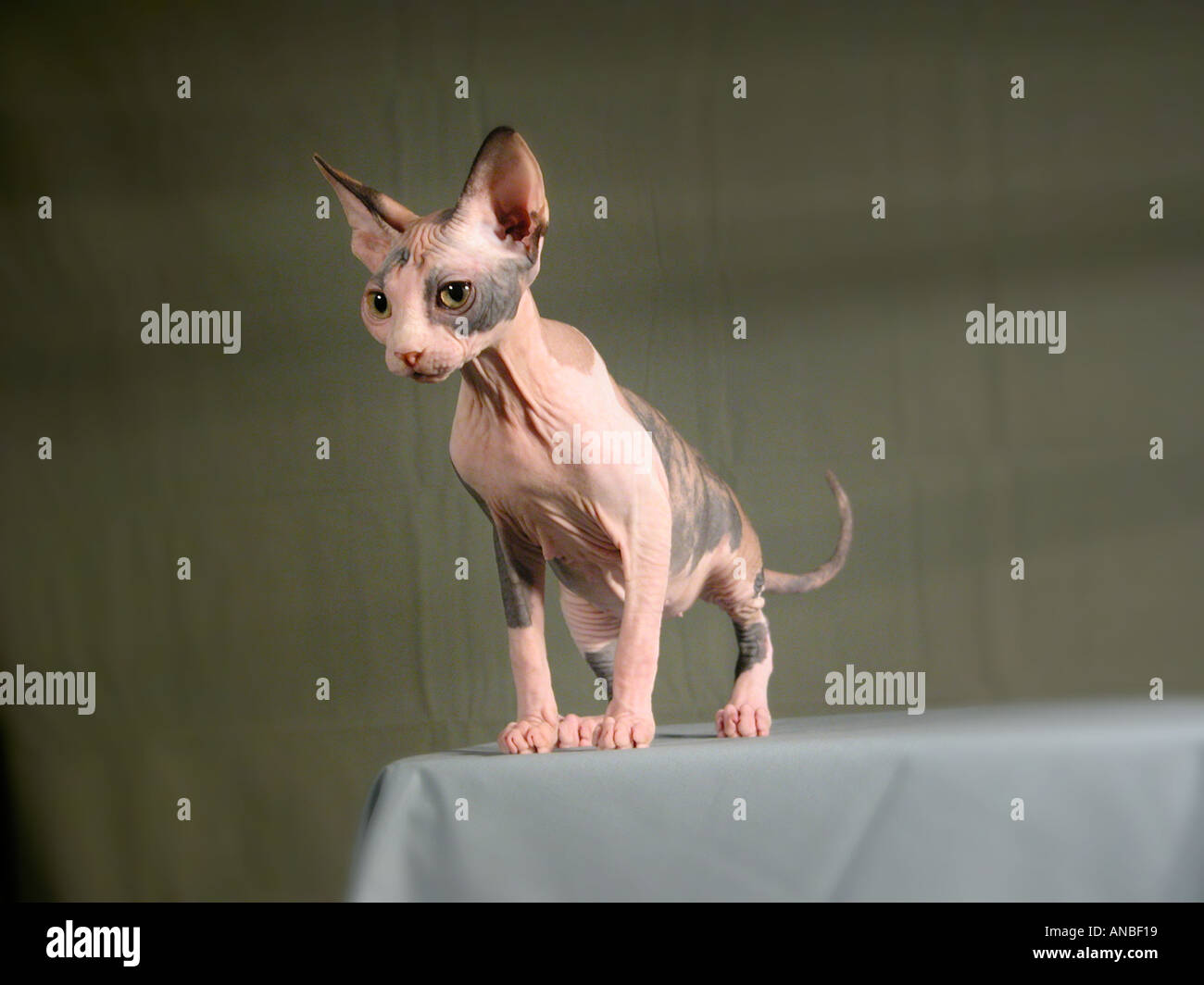Sphinx Breed of hairless Show Cat which has little very short hair ...