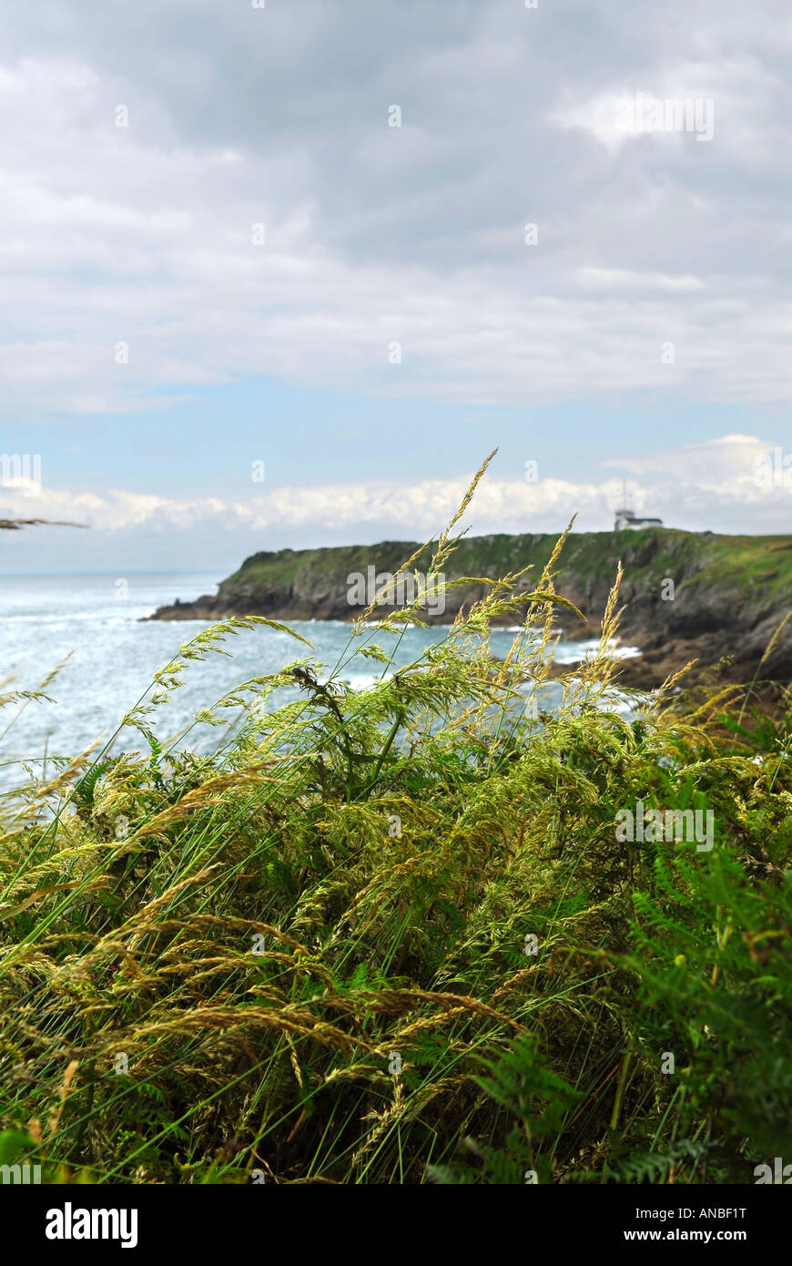 Wind blowing tall grass at Atlantic coast of Brittany France Stock ...