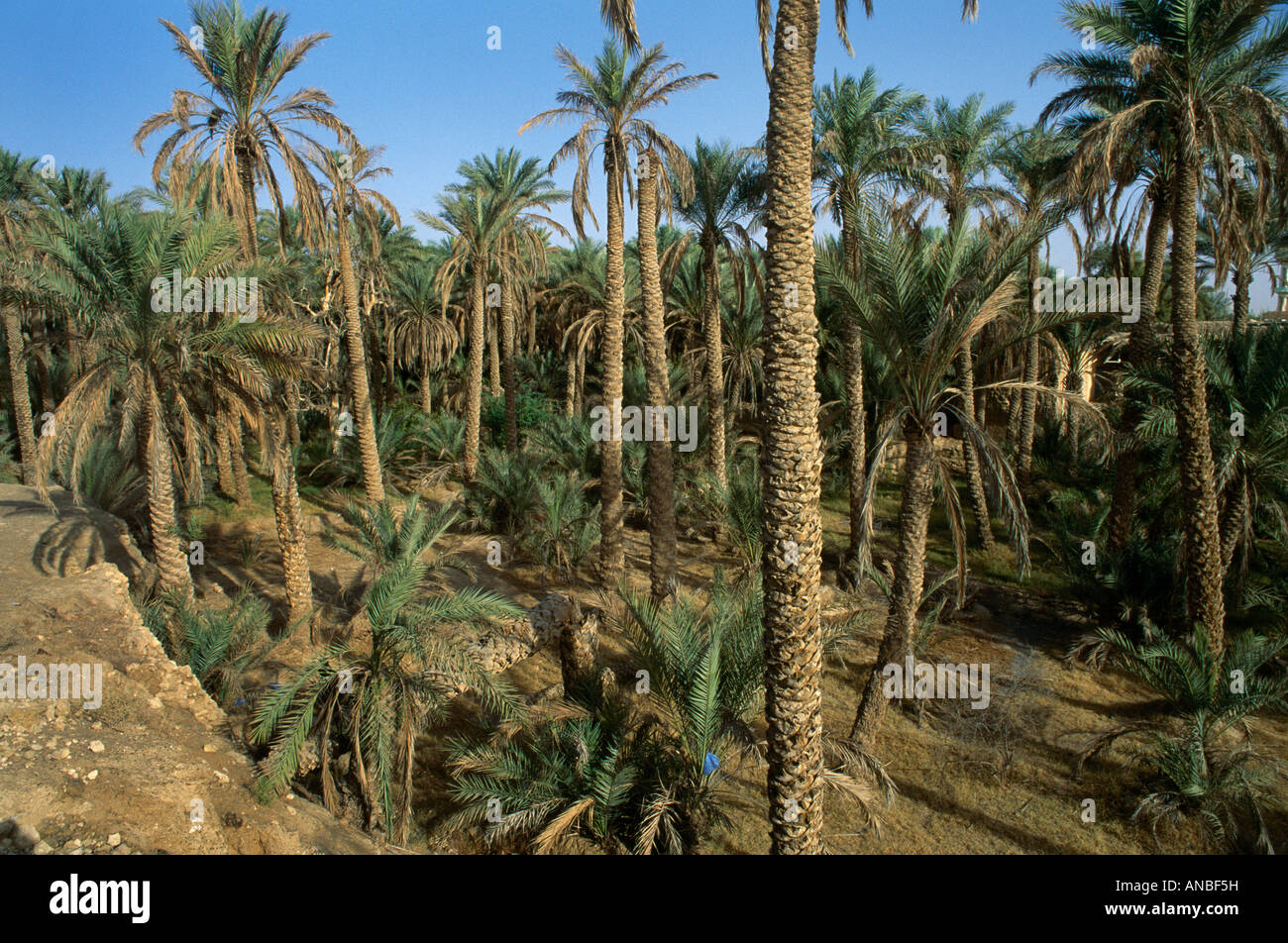 Burami Oman Oasis Date Palms Stock Photo - Alamy