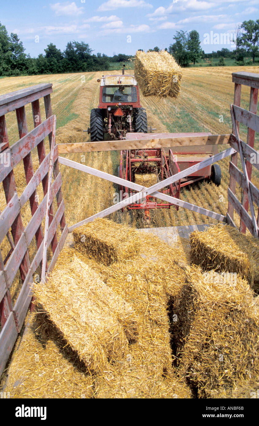 Farmers Work as Team to Harvest Crops Stock Photo - Alamy