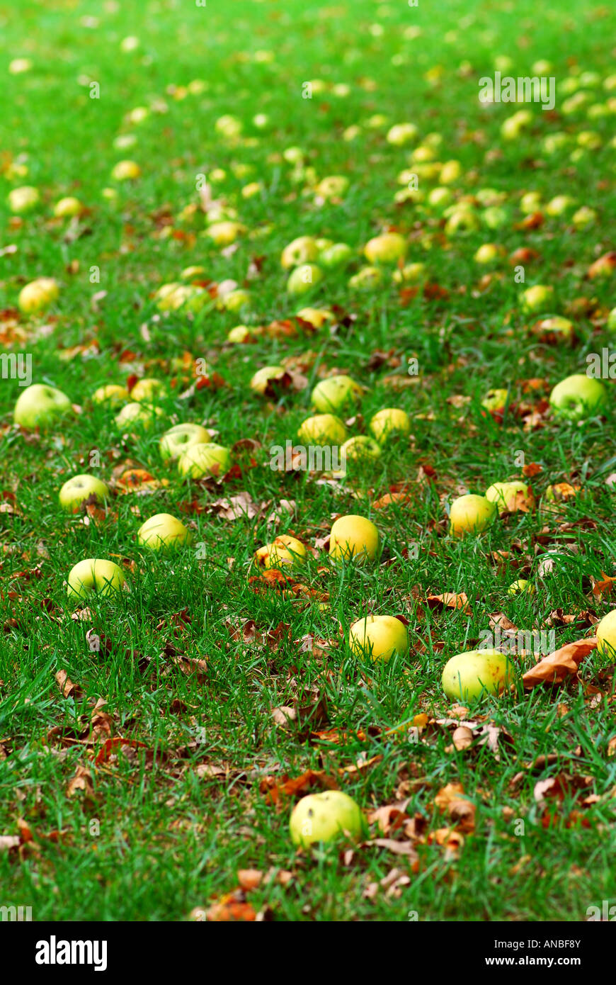Fallen apples under a tree in an orchard Stock Photo - Alamy