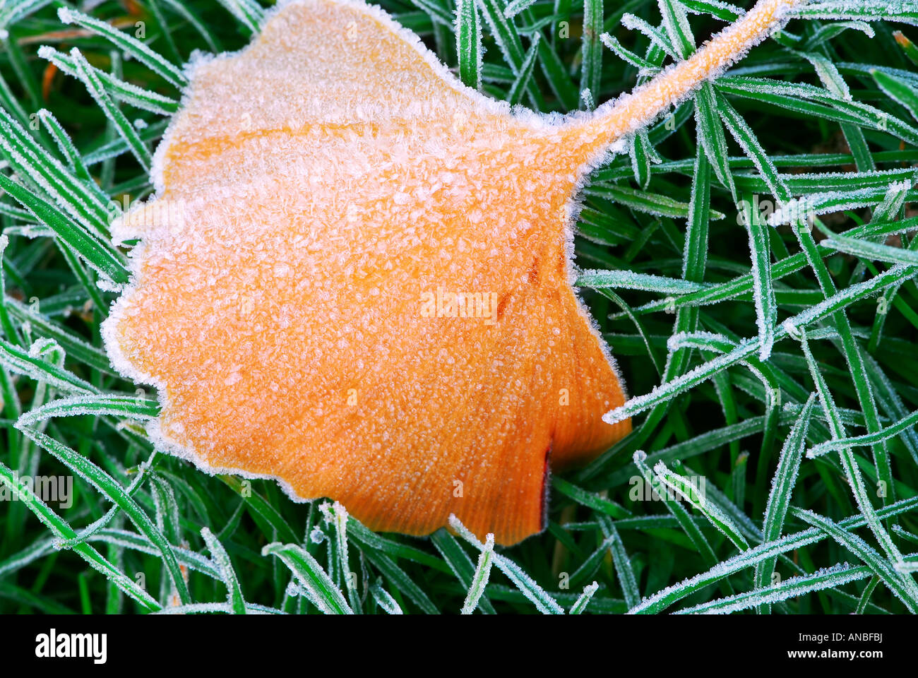 Frosty fallen tree leaf lying on frozen grass on a cold fall morning ...