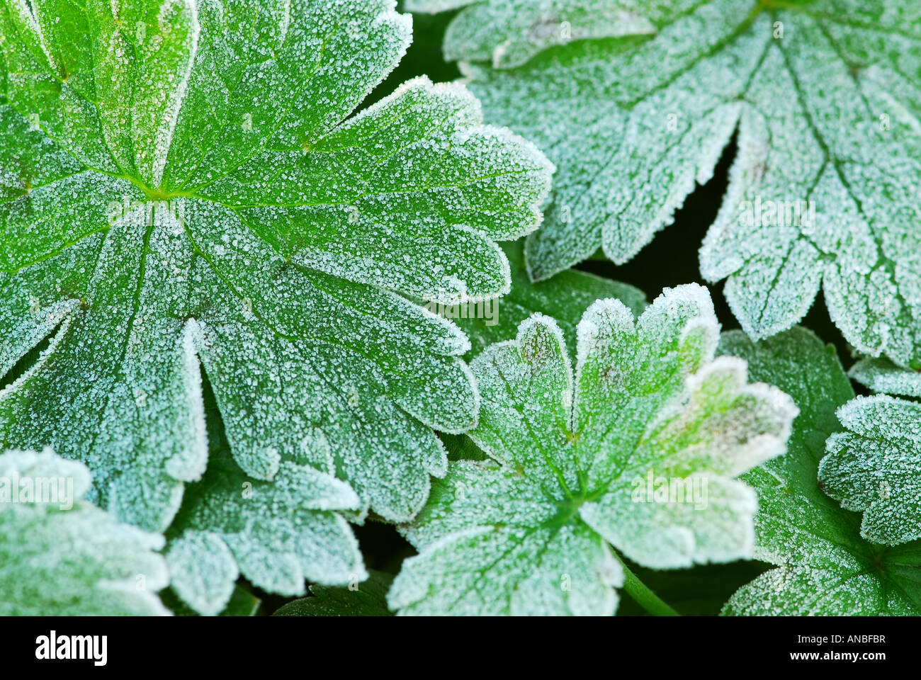 Green frozen leaves plant hi-res stock photography and images - Alamy