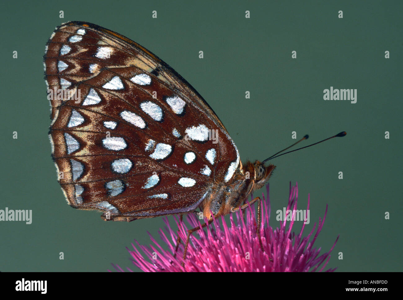 Regal fritillary hi-res stock photography and images - Alamy