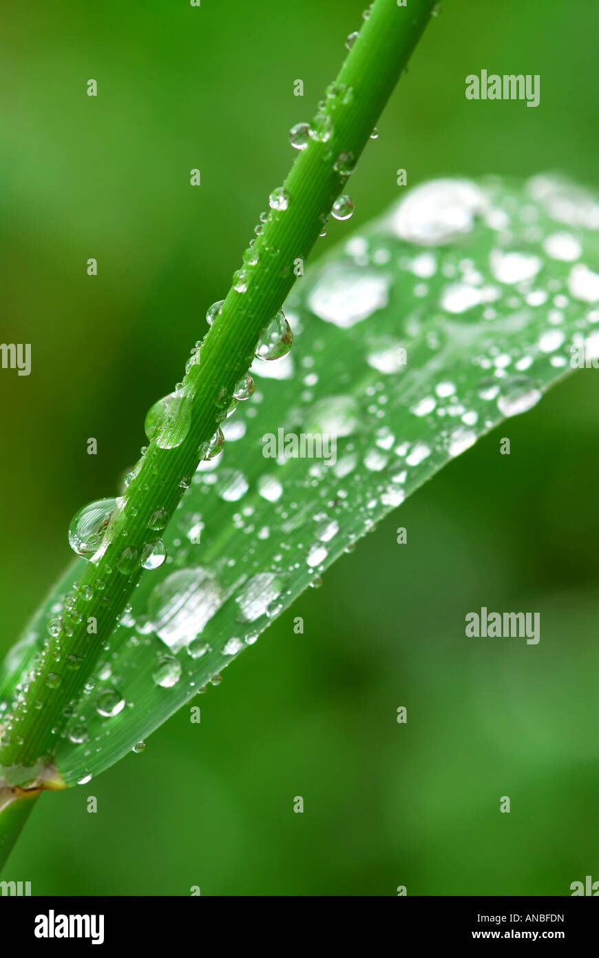 Big water drops on a green grass blade and stem macro Stock Photo - Alamy
