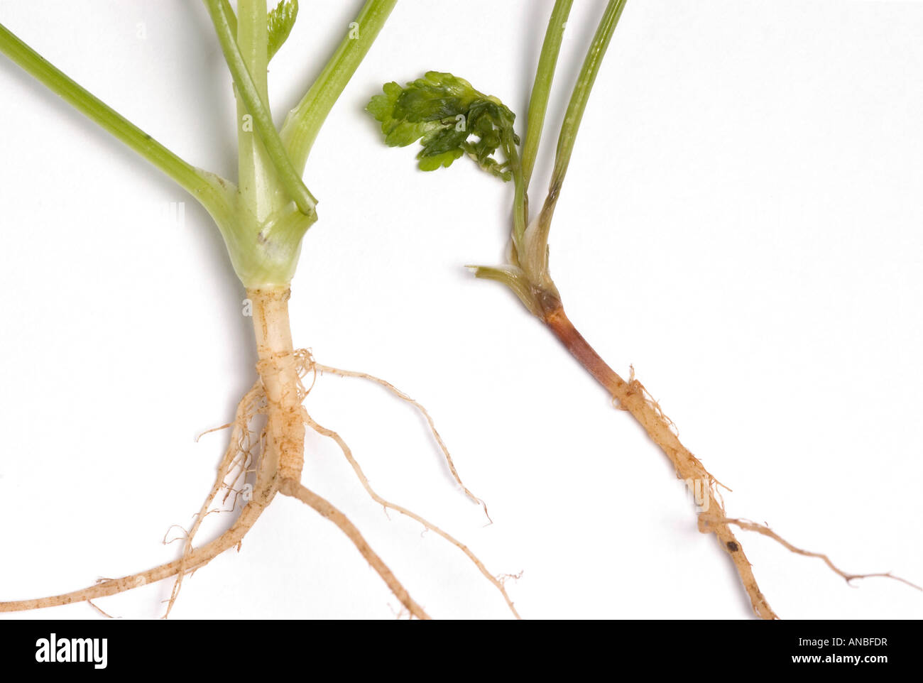 Pythium hi-res stock photography and images - Alamy