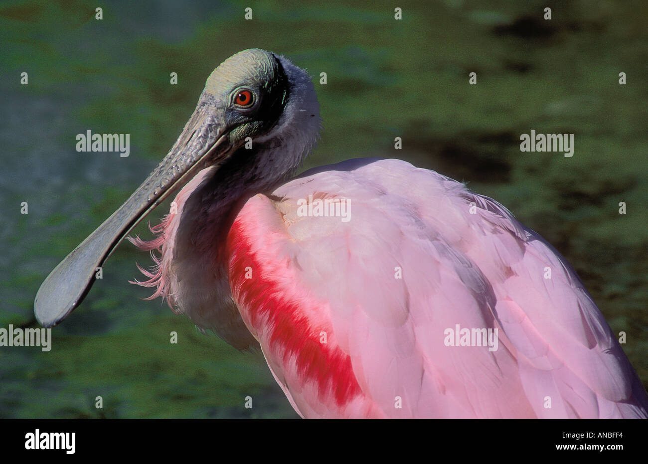 Portrait of a Roseate Spoonbill showing its unusual beak Ajaia ajaia ...