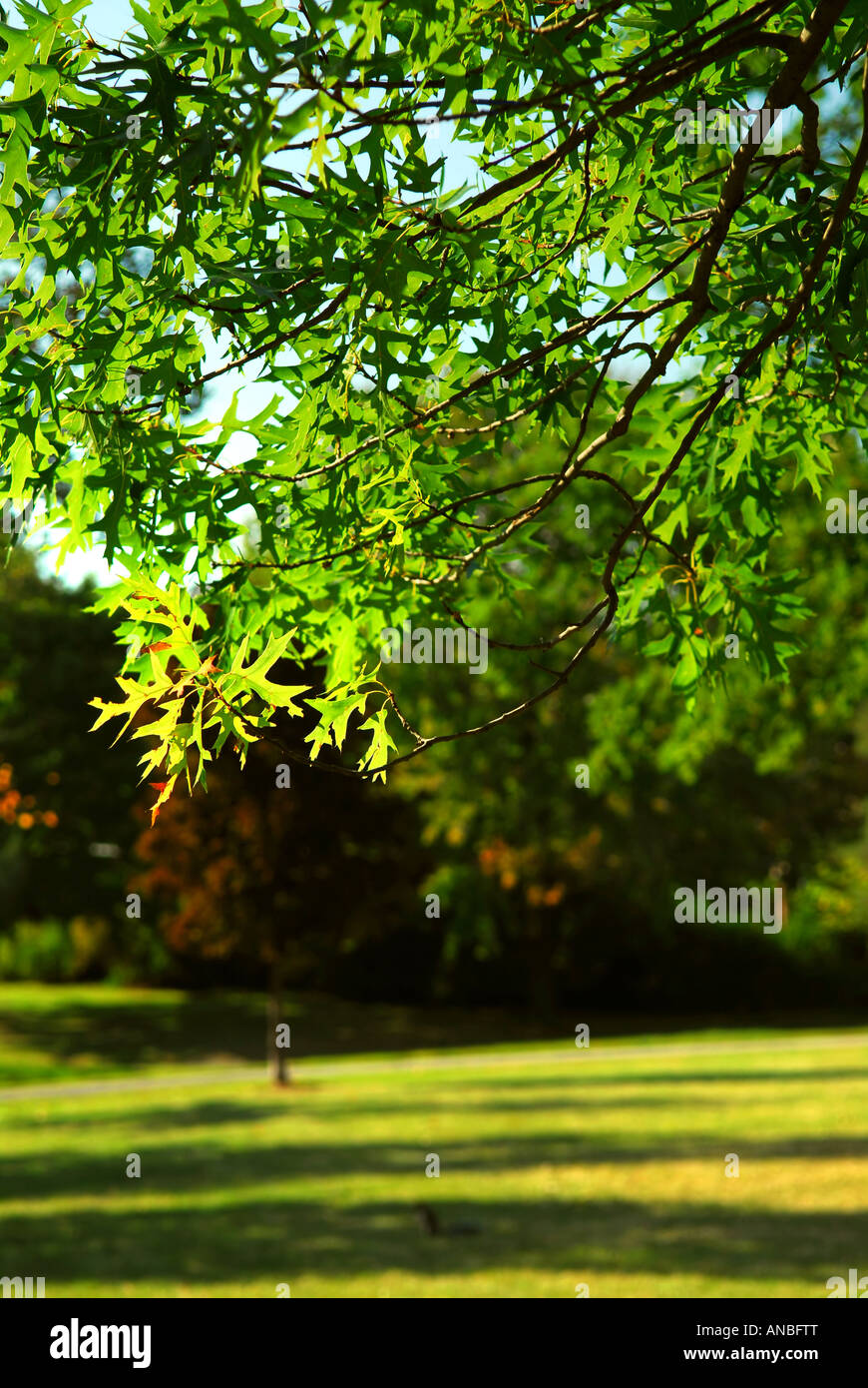 Green leaves and branches of an oak tree hi-res stock photography and ...