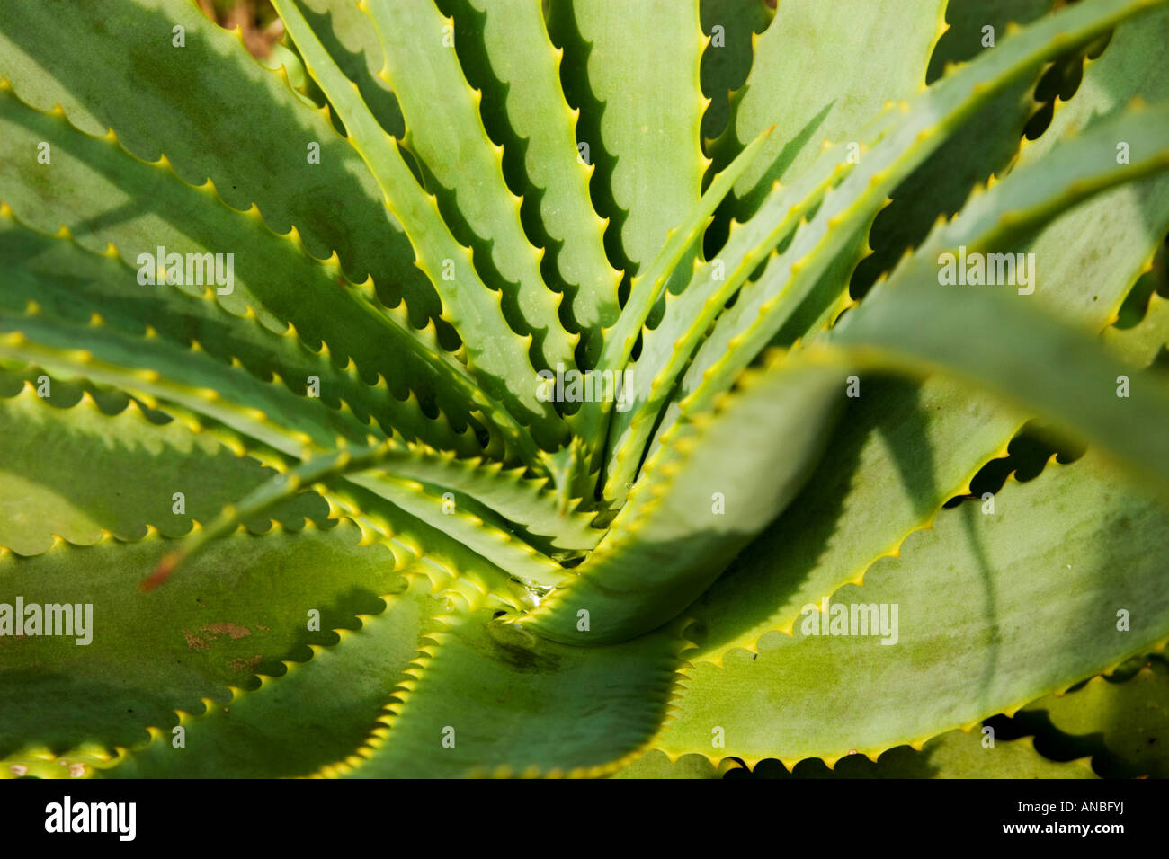Close up of an Aloe plant at God's Window Stock Photo - Alamy